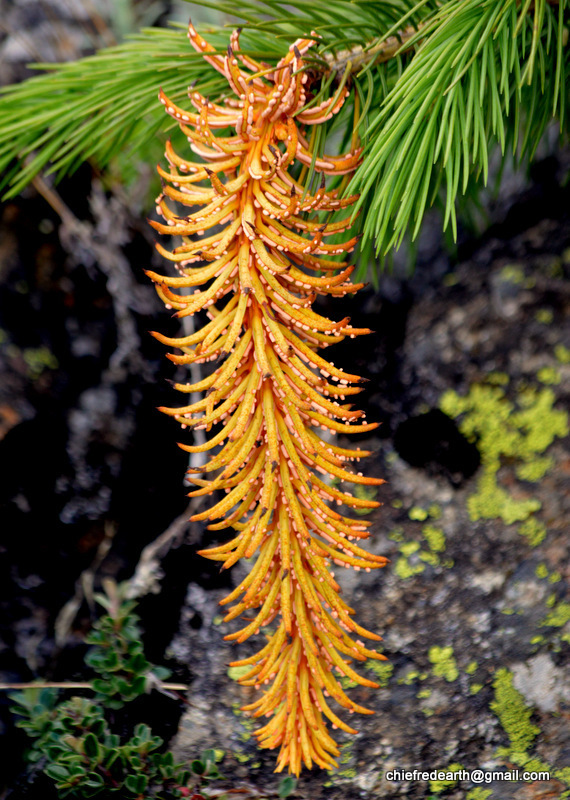 Morinda spruce from Badrinathpuri, Uttarakhand 246422, India on June 06 ...