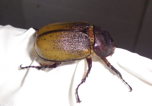 Minor Lesser Antilles Hercules Beetle (Dynastes reidi) · iNaturalist