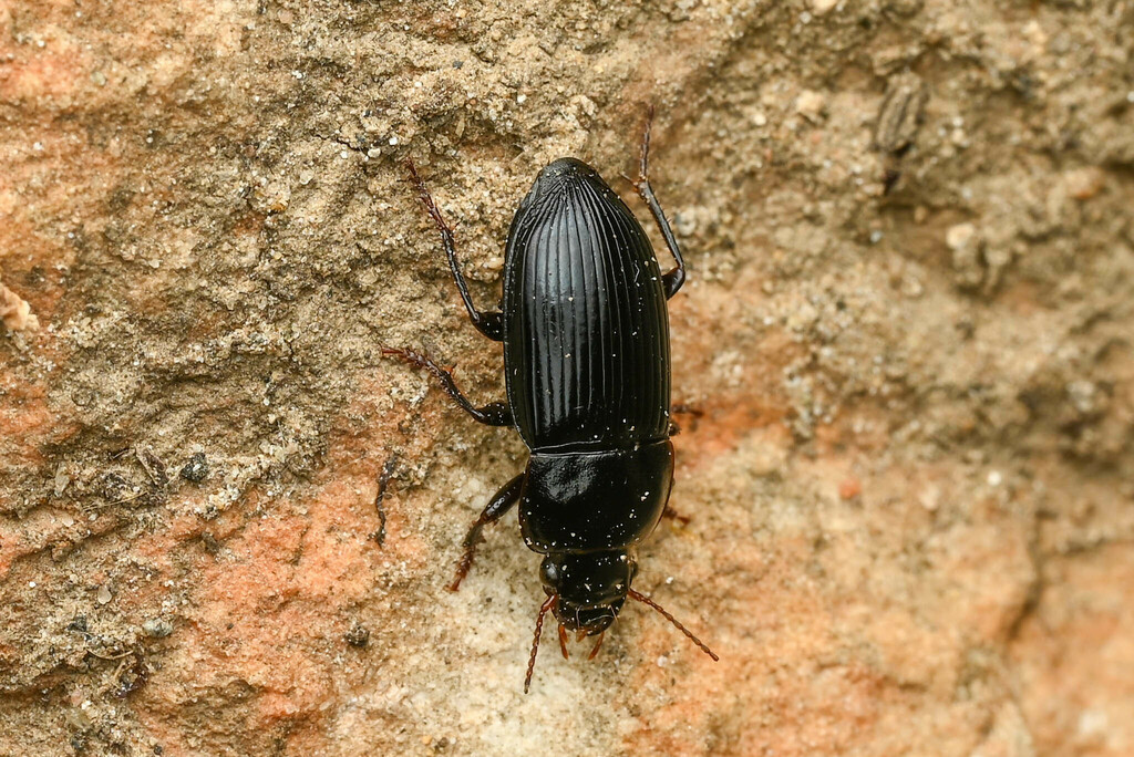 Nipponoharpalus discrepans from 5 Yi He Yuan Lu, Hai Dian Qu, Bei Jing ...