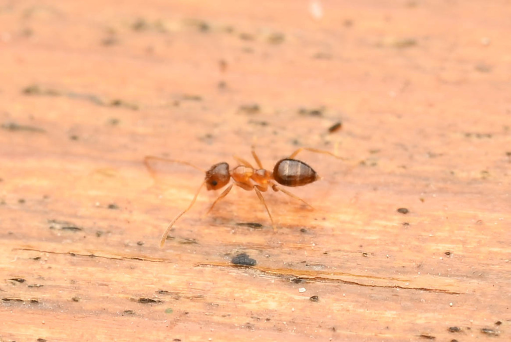 Yellow-footed Ant from 5 Yi He Yuan Lu, Hai Dian Qu, Bei Jing Shi ...