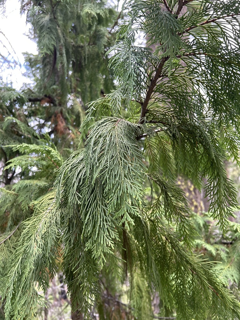 Alaska yellow cedar from Grant County, US-OR, US on August 20, 2024 at ...