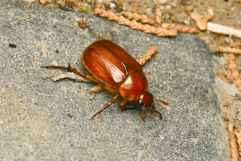Anomala exoleta from 5 Yi He Yuan Lu, Hai Dian Qu, Bei Jing Shi, China ...