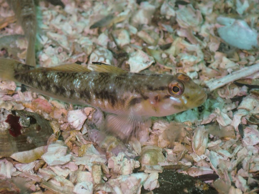 Blackeye Goby (Rhinogobiops nicholsii) - Marine Life Identification