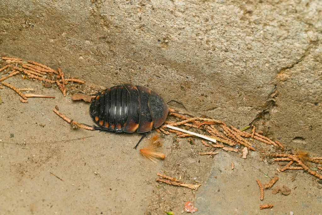 Polyphaga plancyi from 5 Yi He Yuan Lu, Hai Dian Qu, Bei Jing Shi ...