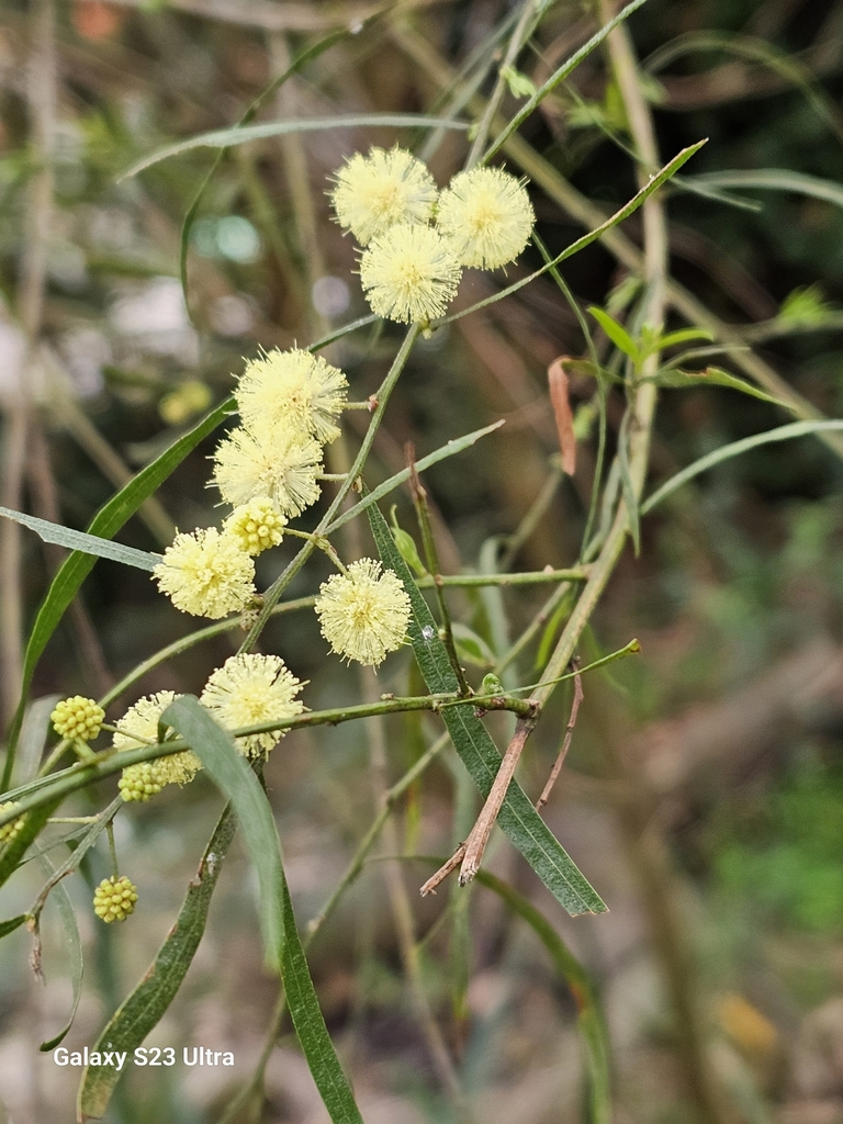Dandenong Range cinnamon wattle from Upwey VIC 3158, Australia on ...