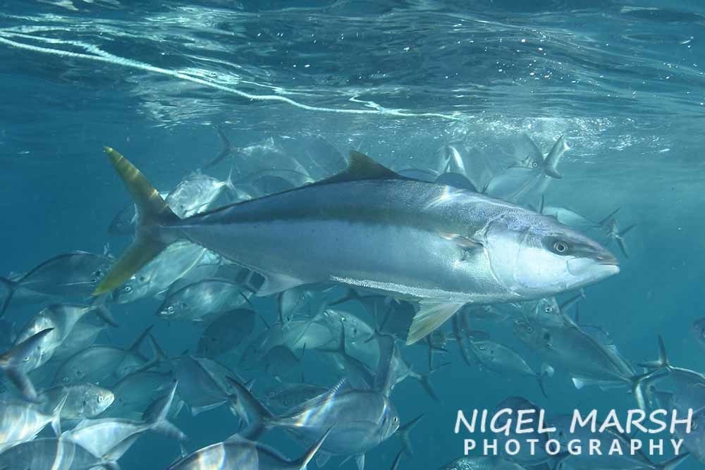 Yellowtail Kingfish (Seriola lalandi) - Marine Life Identification