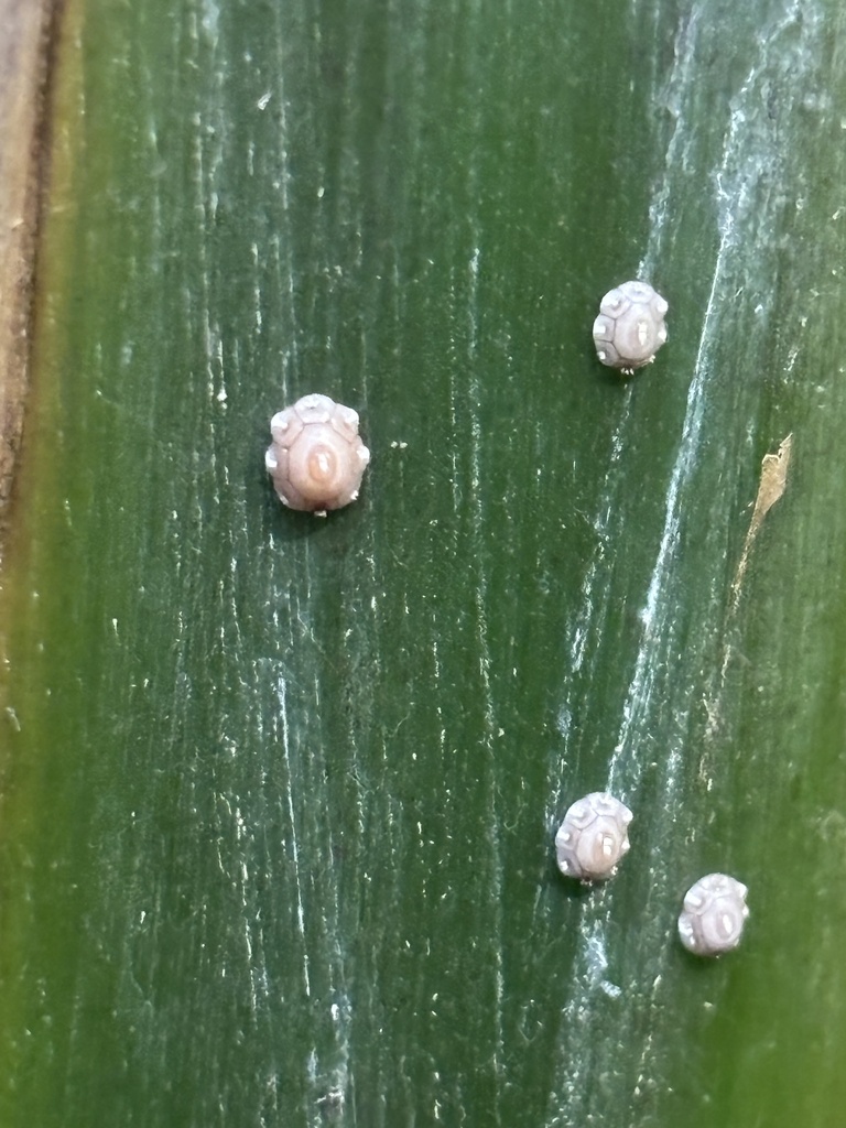 Fig Wax Scale from Long Creek Club Dr, Charlotte, NC, US on August 20 ...