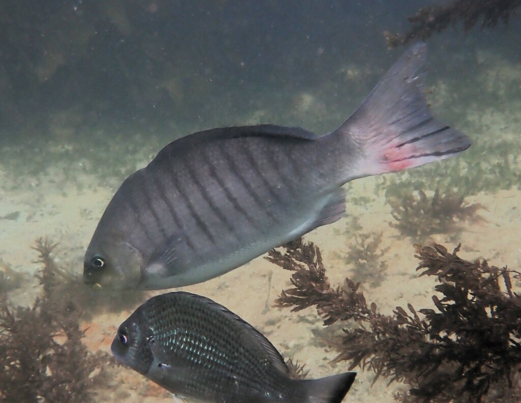 Luderick from Port Stephens, NSW, Australia on August 9, 2024 at 12:03 ...