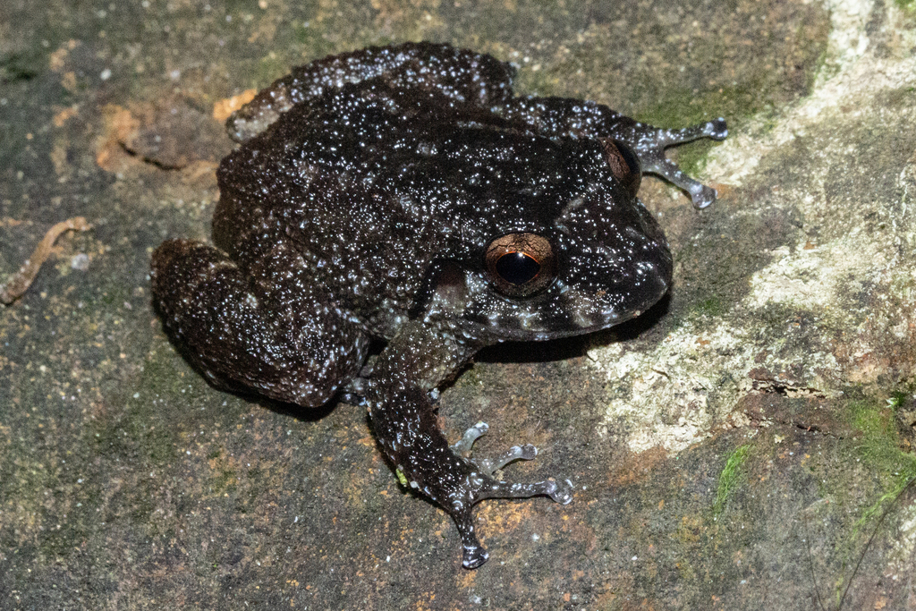Alcalus from Bau, Sarawak, Malaysia on August 4, 2024 at 03:16 AM by ...