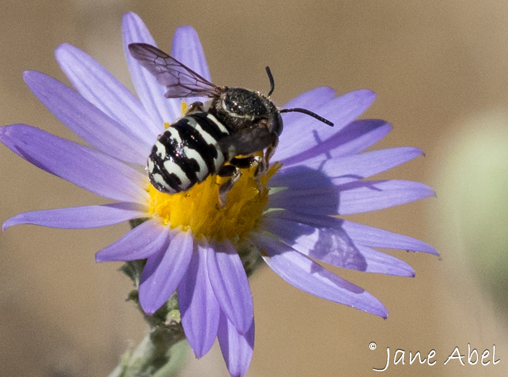 Pebble bees from Richland, WA, USA on August 19, 2024 at 01:24 PM by ...