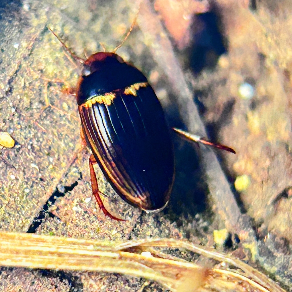 Copelatus from Neyyar Wildlife Sanctuary, Thiruvananthapuram, KL, IN on ...