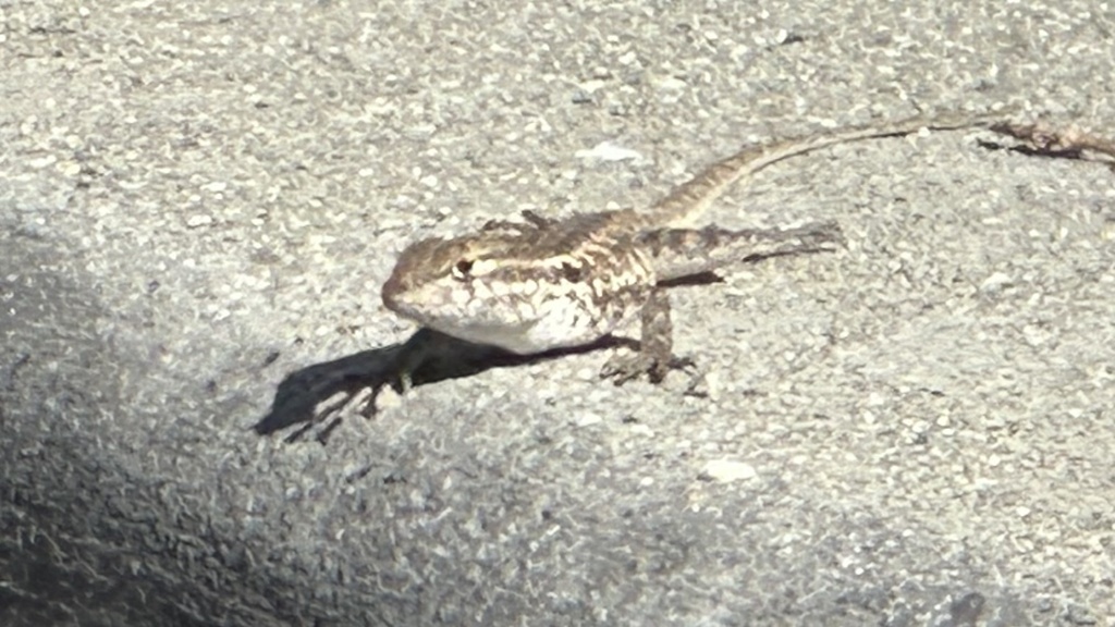 Western Side-blotched Lizard from Circle Seven Dr, Glendale, CA, US on ...