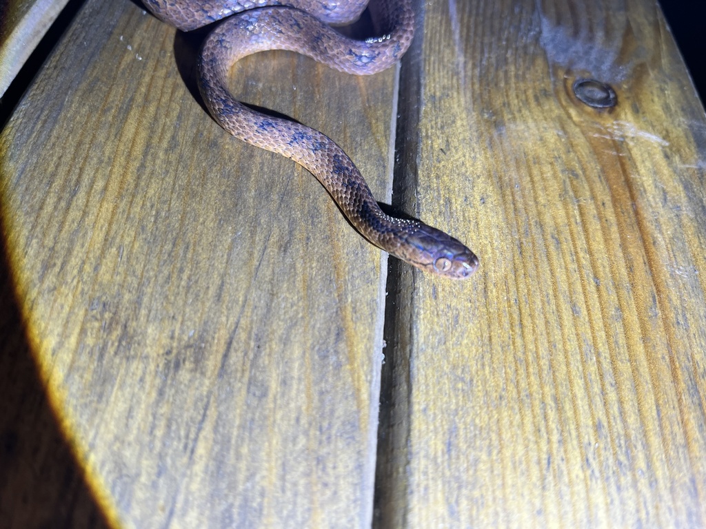 Chinese Slug Snake in August 2024 by zztty · iNaturalist