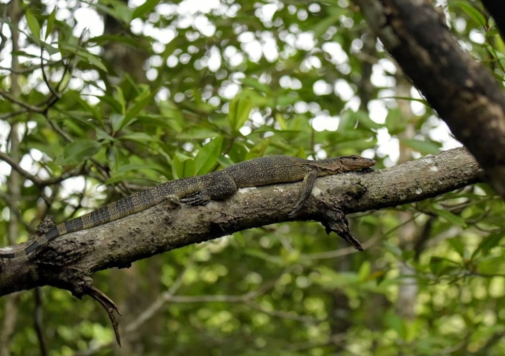 Southeast Asian Water Monitor from Mangrovetour by Sevensea Adventure ...