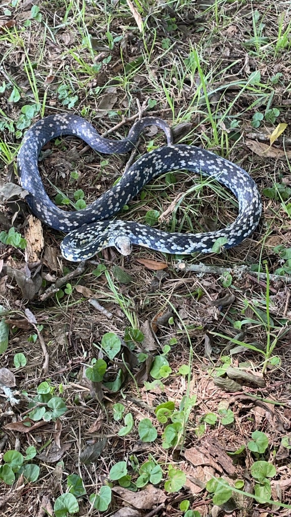 Buttermilk Racer from Nacogdoches, TX, US on June 27, 2024 at 10:56 PM ...