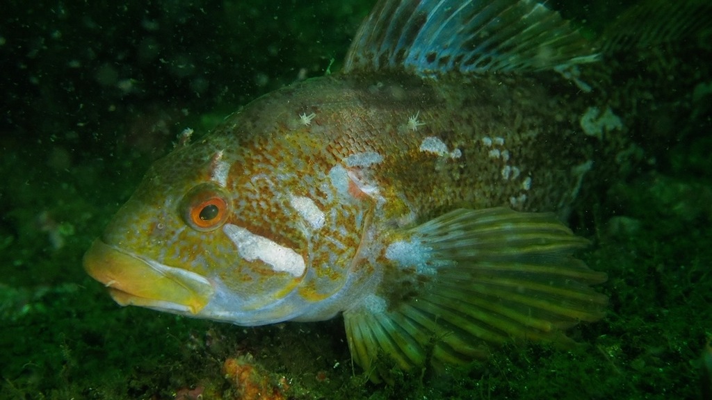 Rock Greenling (Hexagrammos lagocephalus) - Marine Life Identification