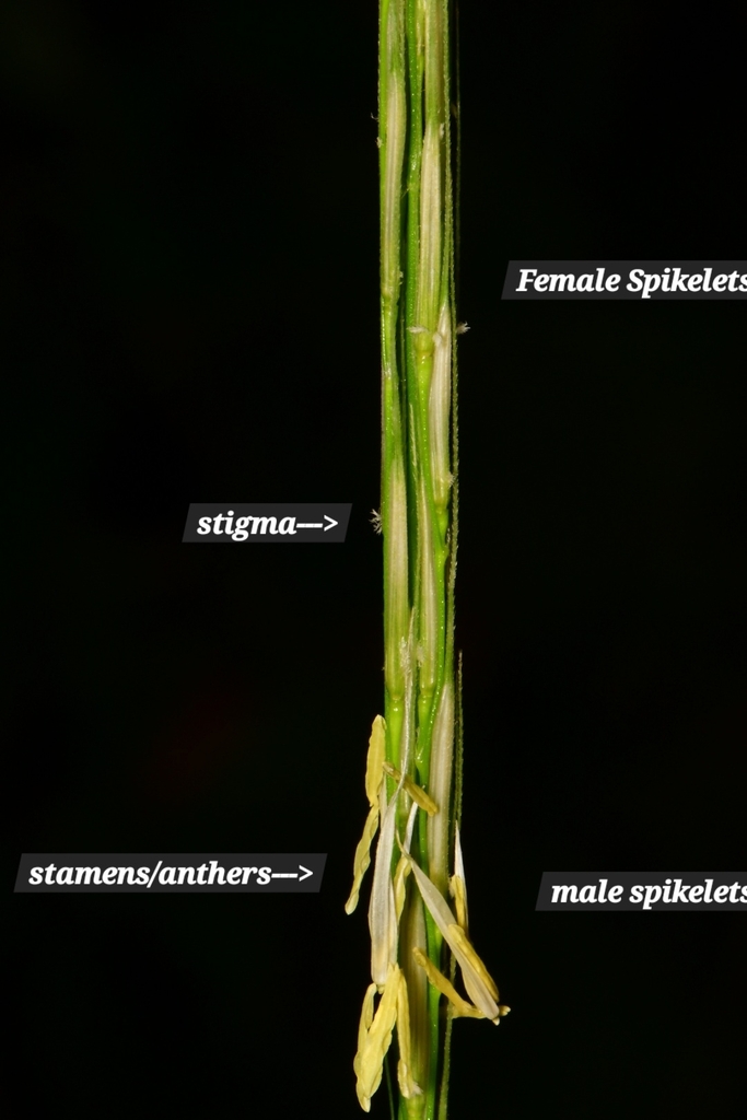 Texas wild rice in August 2024 by Joey Santore · iNaturalist