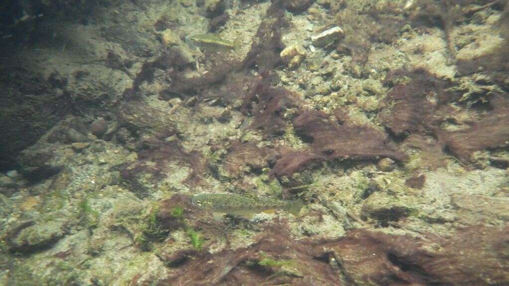 Coastal Cutthroat Trout from Cultus Lake, BC, Canada on August 20, 2024 ...