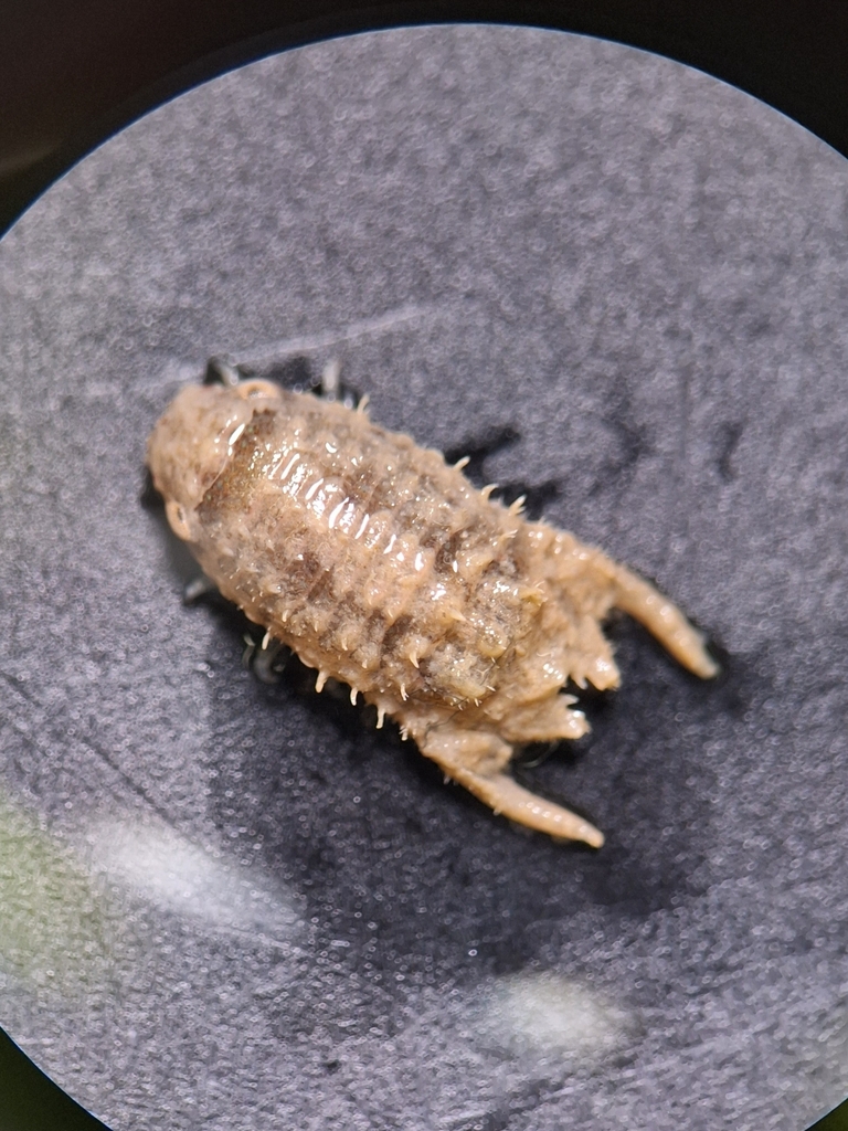 Sponge Isopod from Townsville City QLD 4810, Australia on August 21 ...