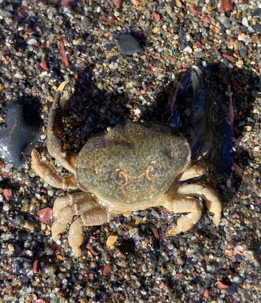 Big Hand Crab from Wellington, New Zealand on August 21, 2024 at 12:43 ...