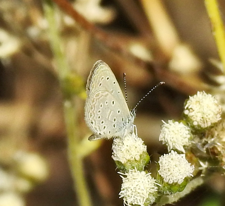 Tiny Grass Blue from Cairns QLD, Australia on August 21, 2024 at 10:38 ...