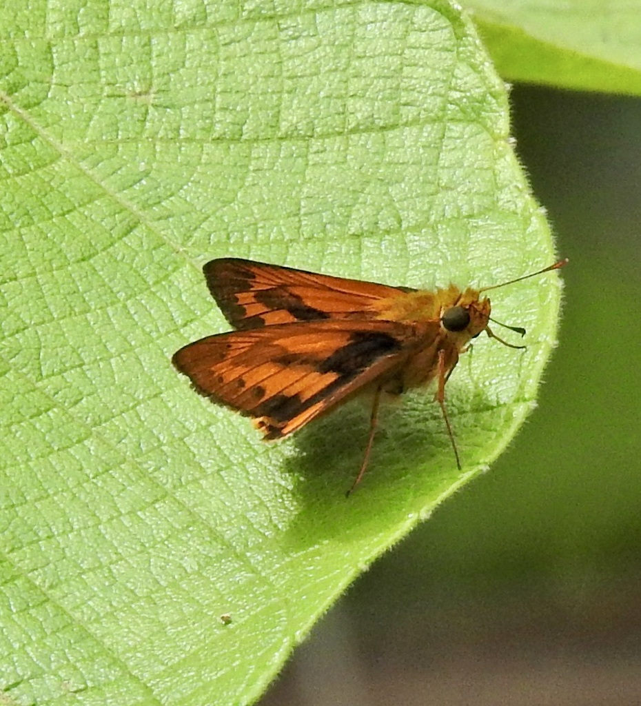 Bright-orange Darter from Cairns QLD, Australia on August 21, 2024 at ...