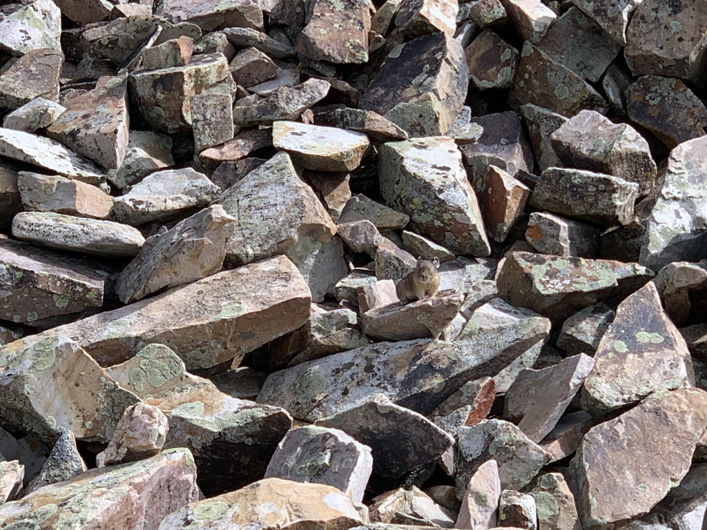 American Pika from Medicine Bow National Forest, Carbon County, WY, US ...