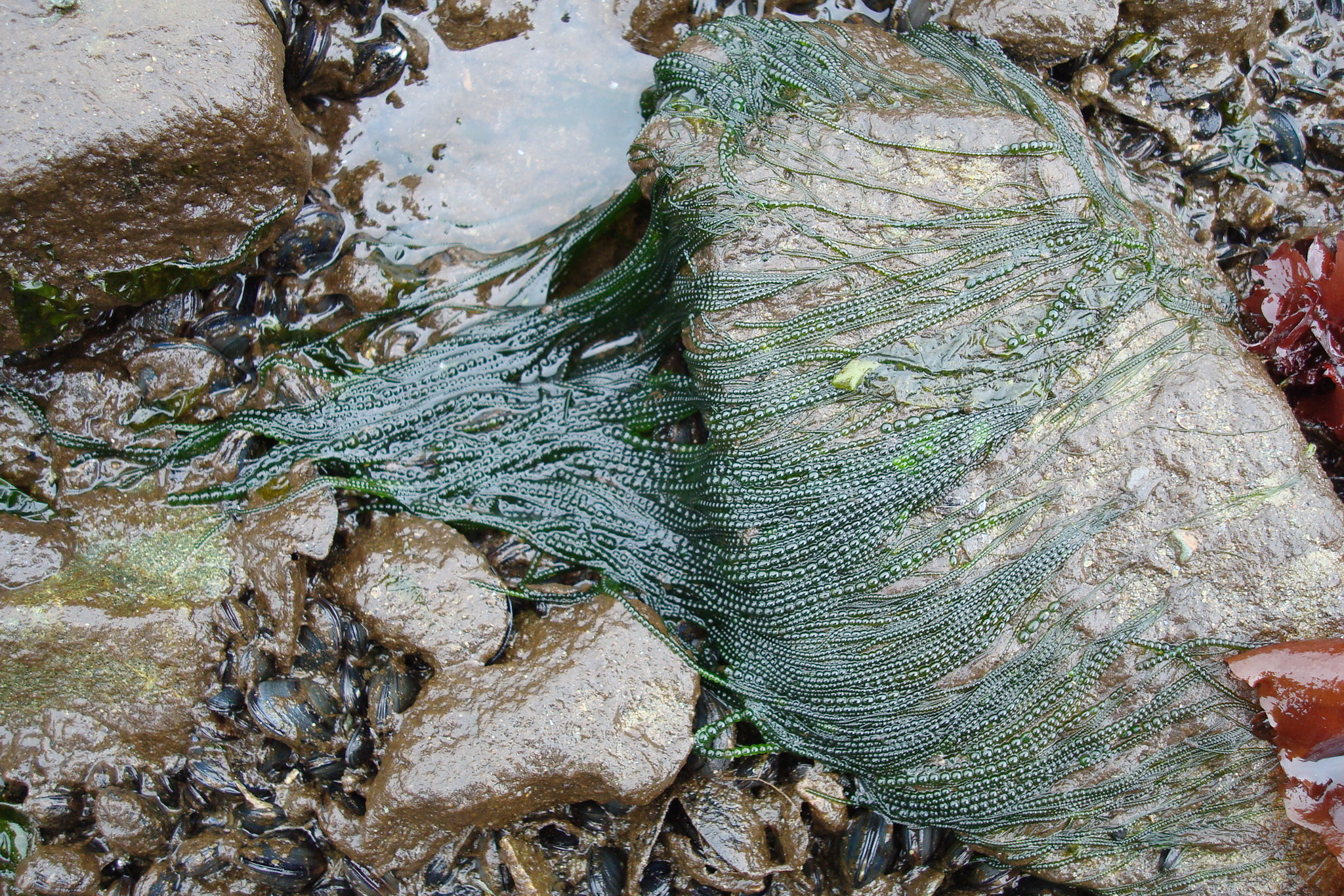 Urospora wormskioldii (Mertens ex Hornem.) Rosenv.
