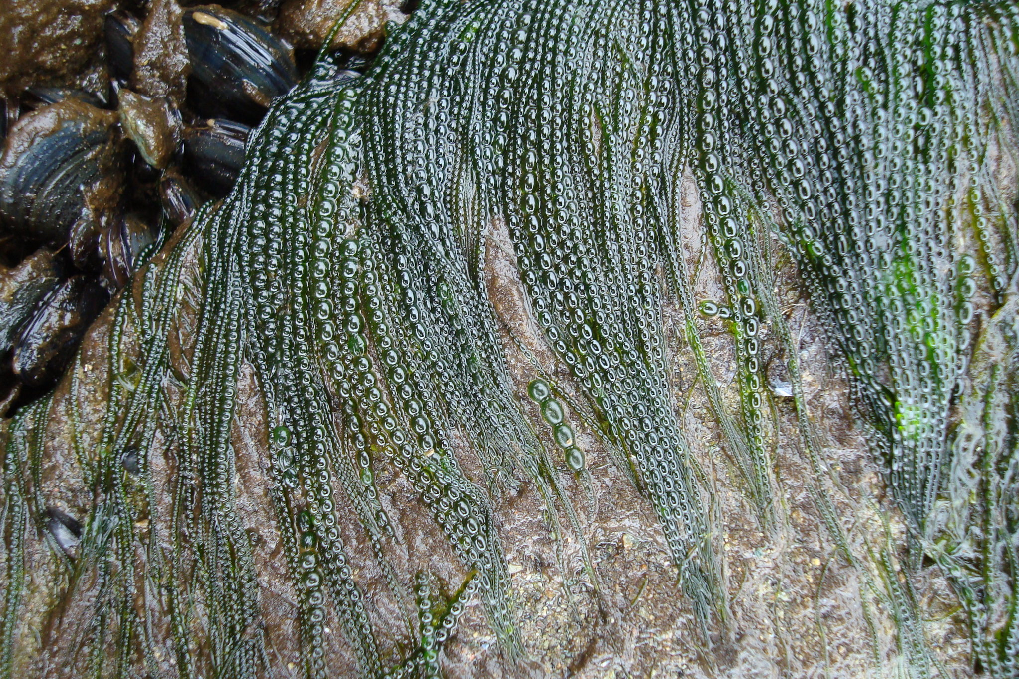 Urospora wormskioldii (Mertens ex Hornem.) Rosenv.