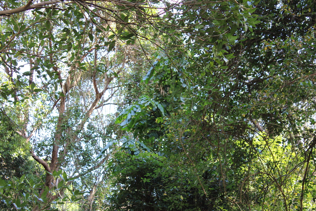 Australian tamarind from Orange Grove trail Smiths Lake NSW 2428, Australia on August 21, 2024 ...