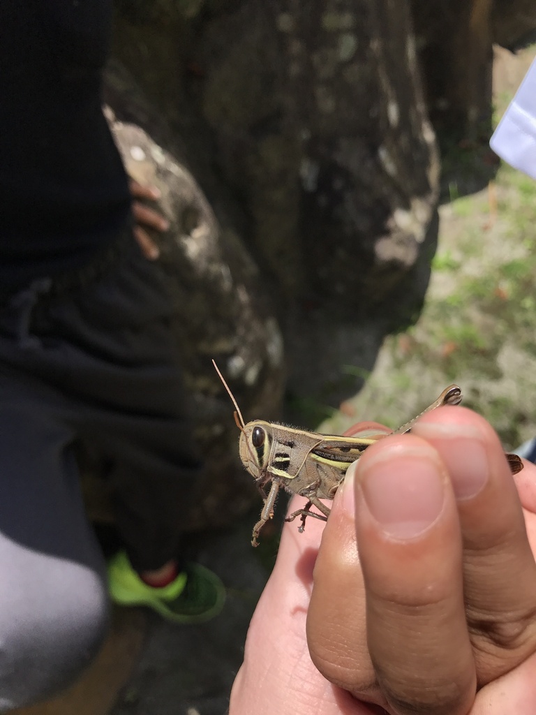 Patanga japonica from Shimokoshikicho Teuchi, Satsumasendai, Kagoshima ...