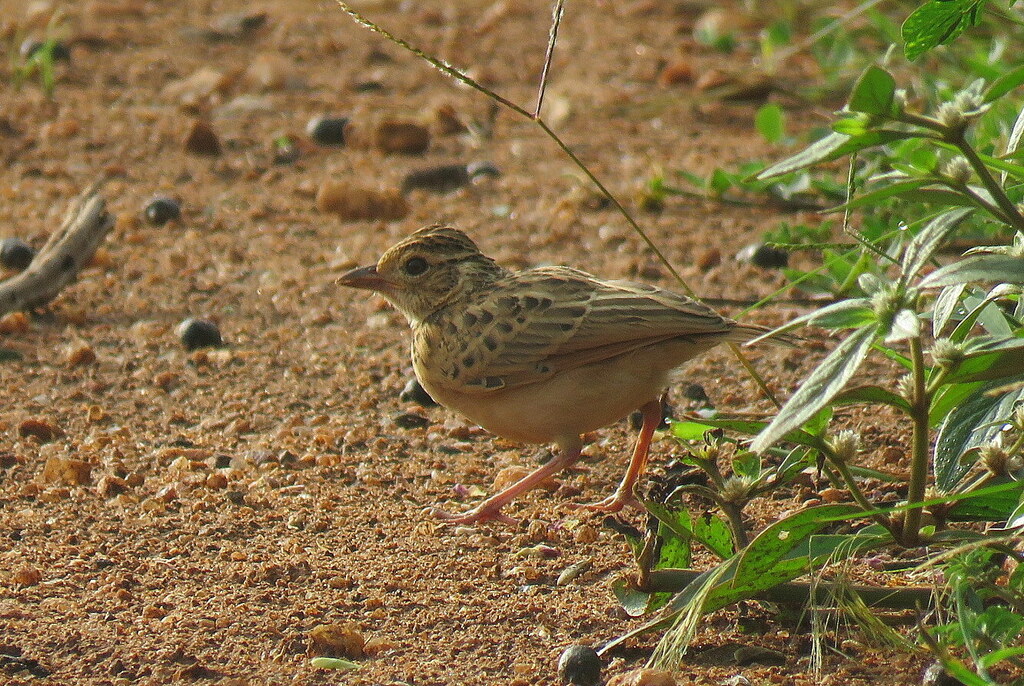 Jerdon's Bushlark from Byatarayana Doddi, Karnataka 560083, India on ...
