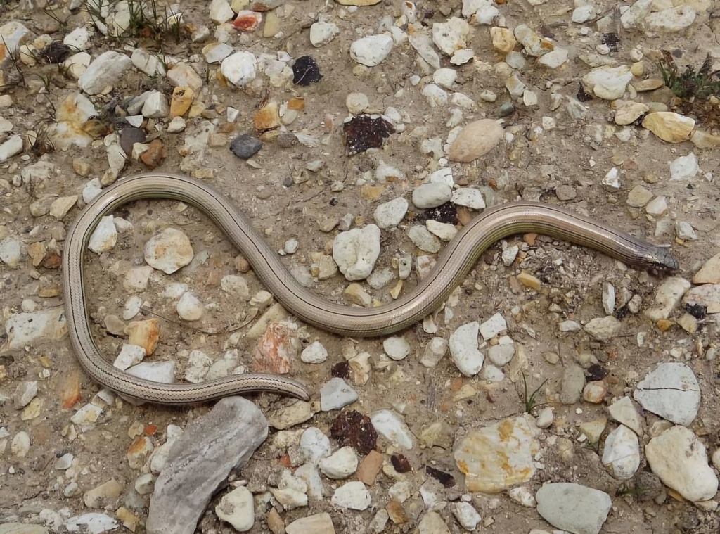 Temblor Legless Lizard in February 2015 by timoteo_b. Found at Type ...