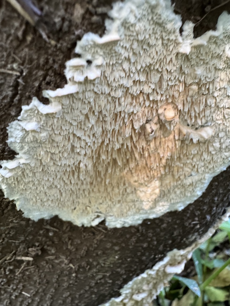 Milk-white Toothed Polypore in August 2024 by hillbilly2259 · iNaturalist