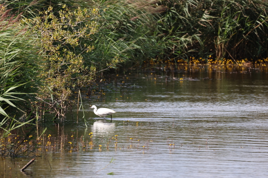 Little Egret from RSPB Otmoor, Otmoor Ln, Oxford OX3 9UR, UK on August ...