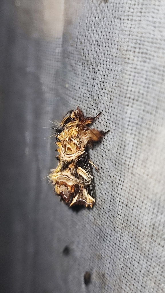Callopistria repleta from Kaffir Khasmahal, West Bengal, India on July ...
