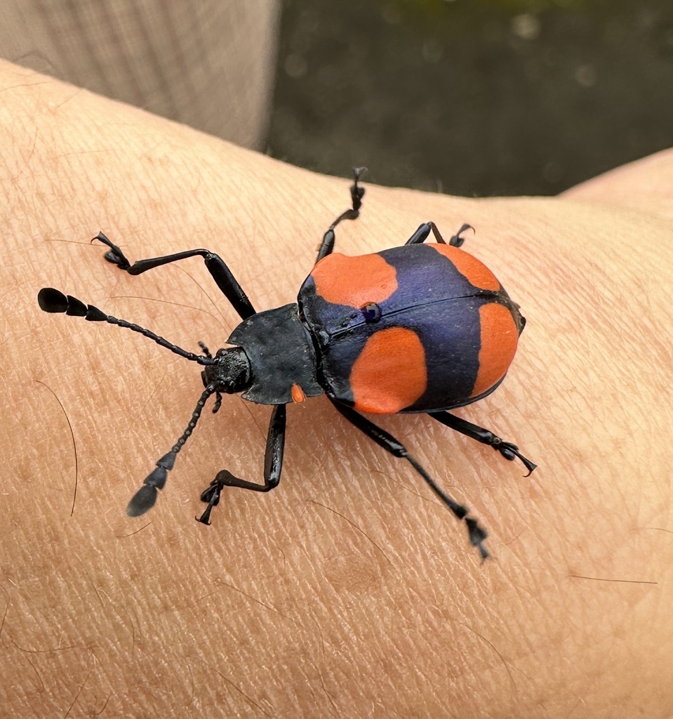 Cucujiform Beetles from Mongar, BT on August 21, 2024 at 01:31 PM by ...