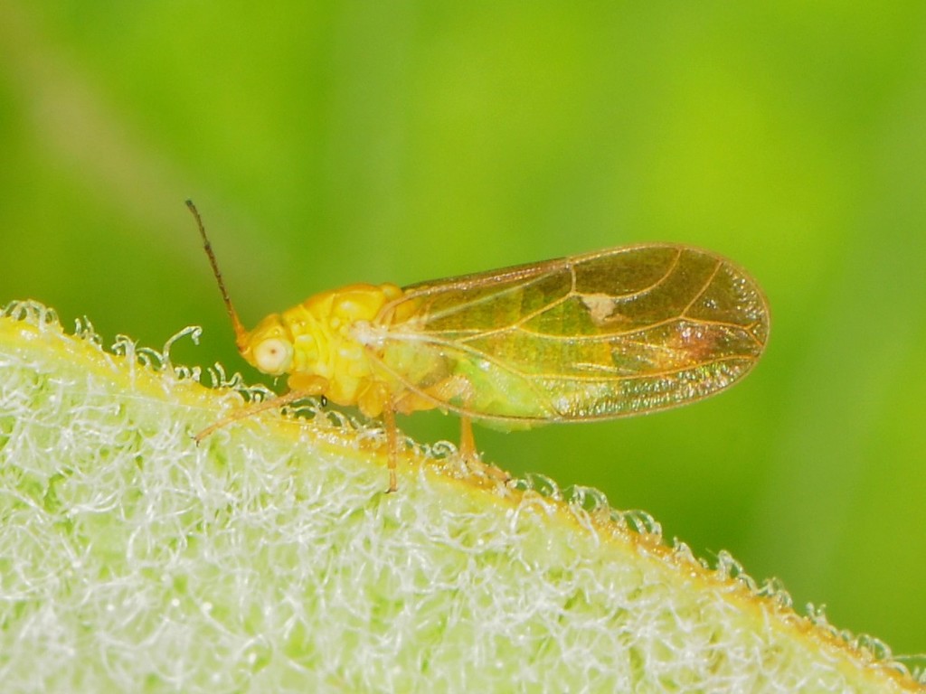 Aphalaridae (Plant Galls of Kenney Ridge, GA USA) · iNaturalist