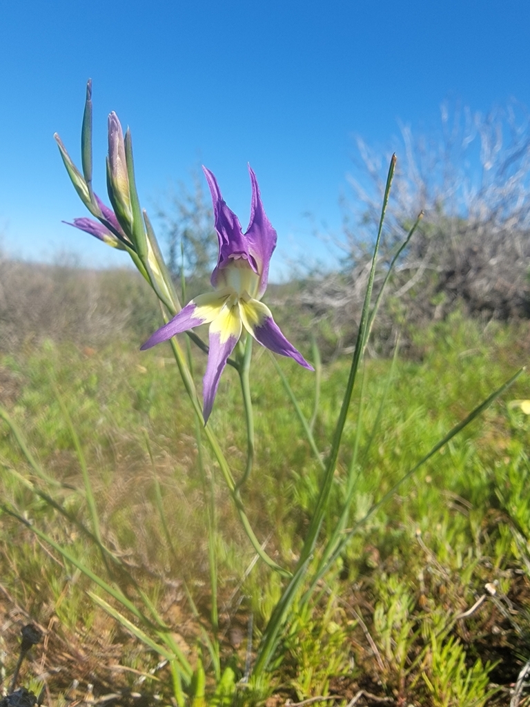 Gladioli from Namakwa, ZA-NC, ZA on August 18, 2024 at 11:32 AM by ...
