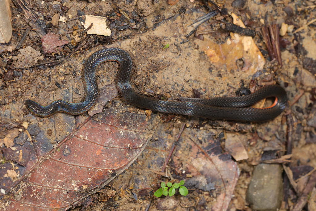 Yellow-bellied Reed Snake (Calamaria suluensis) - Snakes and Lizards