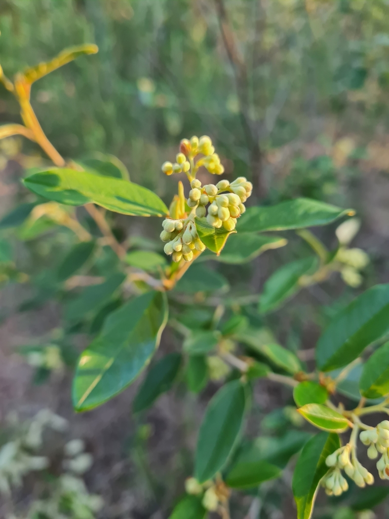 Pomaderris from Gunnedah NSW 2380, Australia on August 21, 2024 at 04: ...