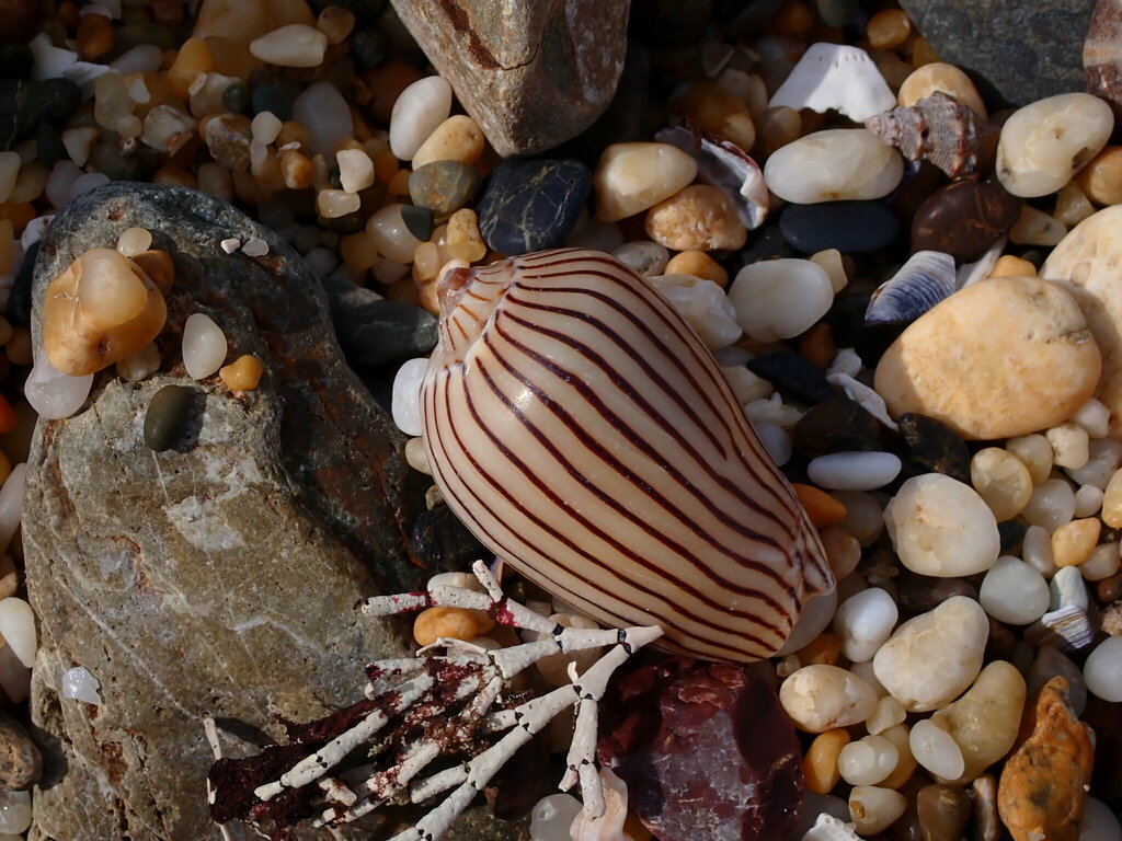 Zebra Volute from Barcoongere NSW 2460, Australia on August 21, 2024 at ...