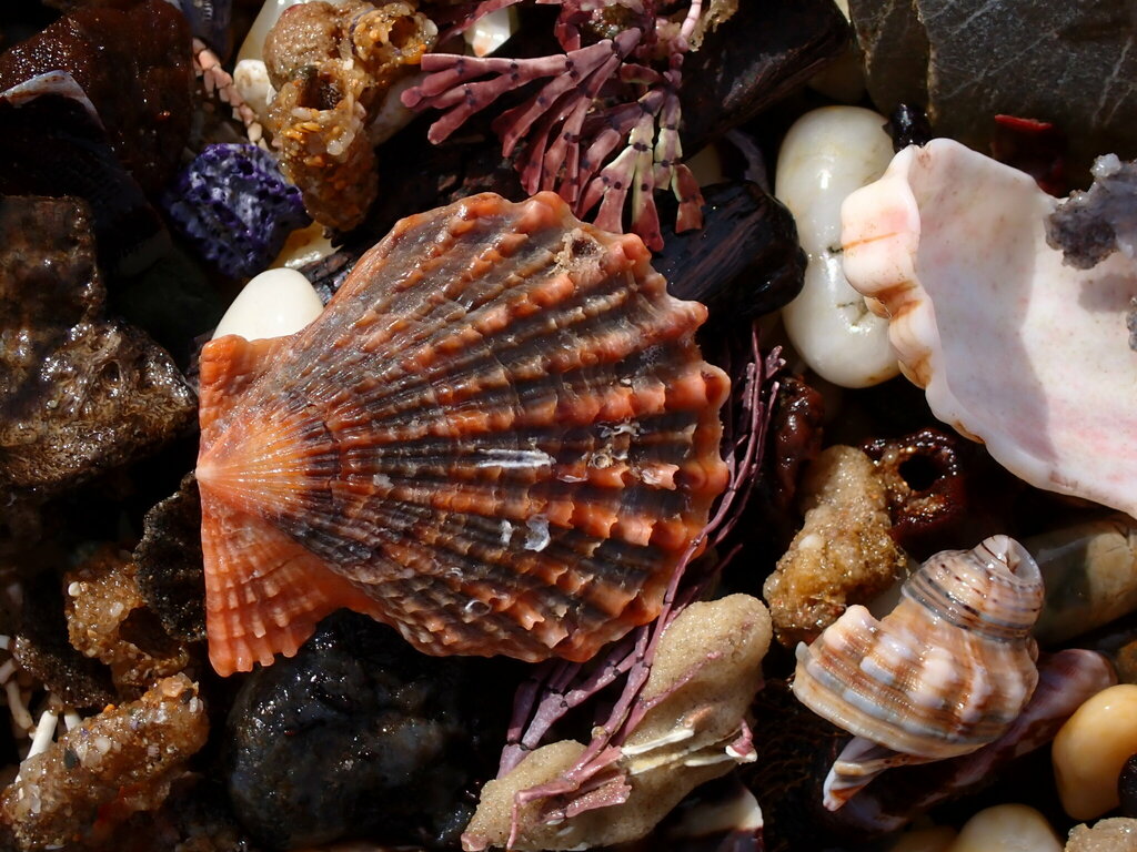 Livid Fan Scallop from Barcoongere NSW 2460, Australia on August 21 ...