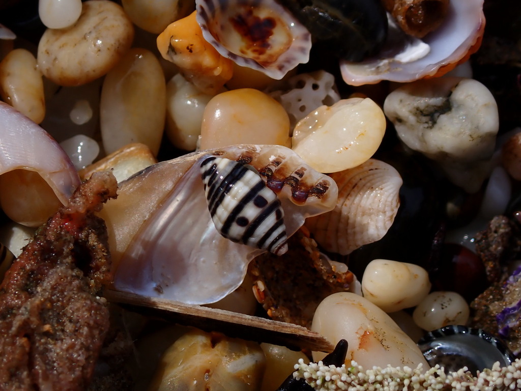 Engina lineata from Barcoongere NSW 2460, Australia on August 21, 2024 ...