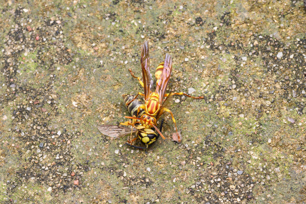 Lesser Paper Wasps from 中国北京市海淀区 on August 21, 2024 at 09:37 AM by ...