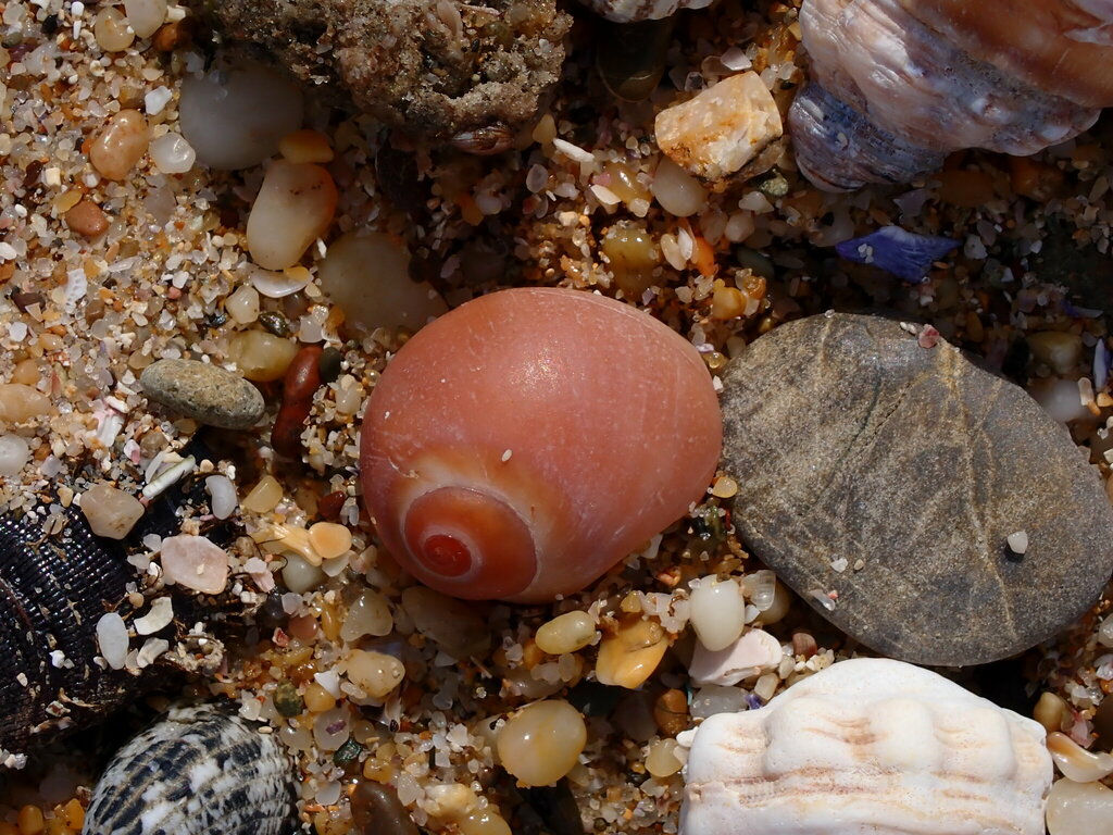 Conuber melastoma from Barcoongere NSW 2460, Australia on August 21 ...