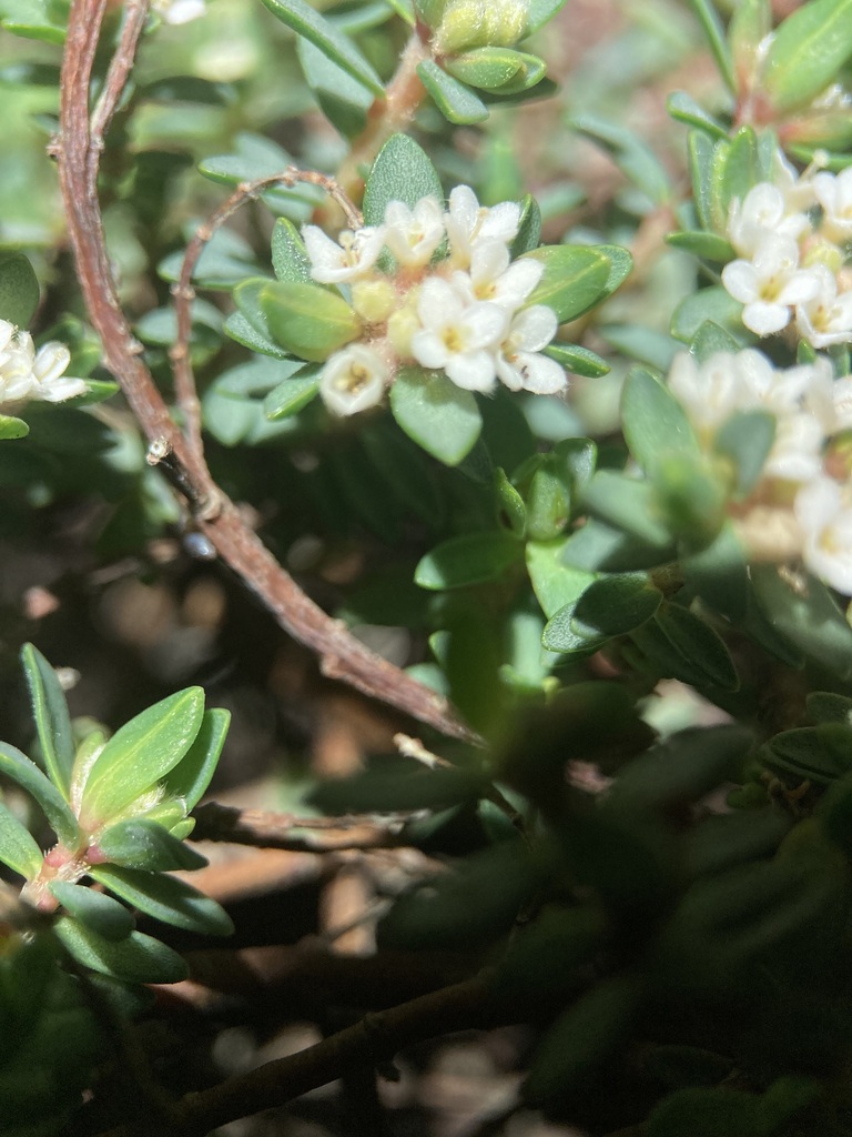 New Zealand Daphne from Ōwhiro Bay, Wellington, New Zealand on August ...