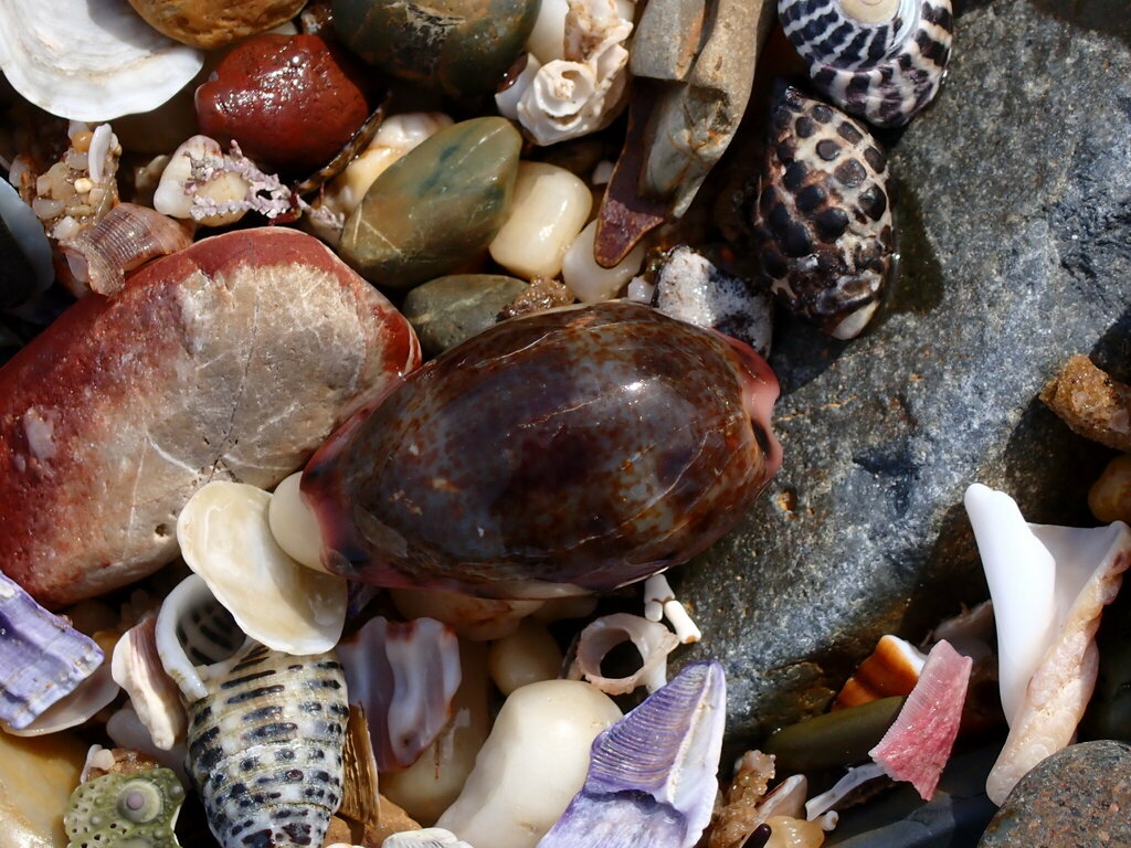 yellow-toothed cowrie from Barcoongere NSW 2460, Australia on August 21 ...