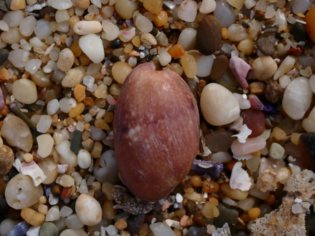 Bulla from Barcoongere NSW 2460, Australia on August 21, 2024 at 12:57 ...