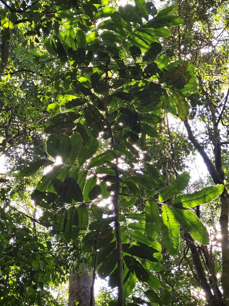 Native Tamarind from Shellharbour, AU-NS, AU on August 21, 2024 at 11: ...